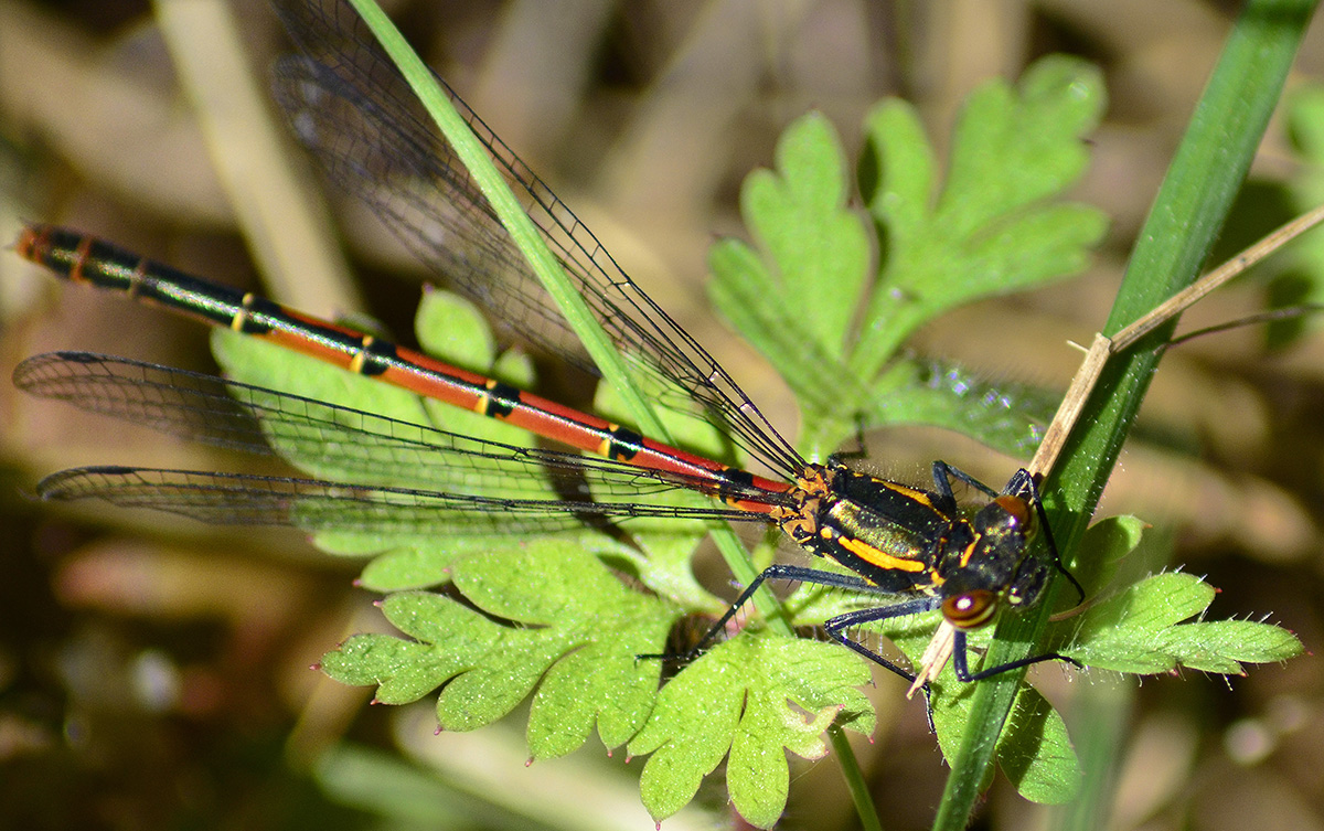 Frühe Adonislibelle 3 Foto & Bild | tiere, wildlife, libellen Bilder ...