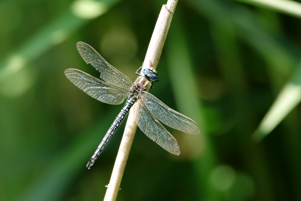 Früher Schilfjäger Foto & Bild | tiere, wildlife, libellen Bilder auf fotocommunity
