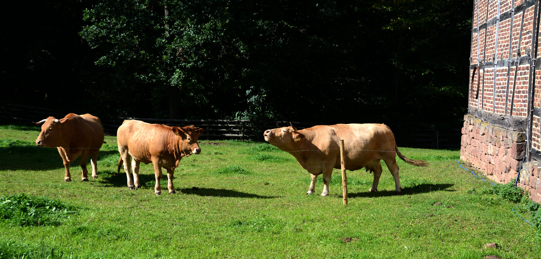 Früher war dieses Glan-Donnersberg-Rind die wichtigste Rinderrasse Foto ...