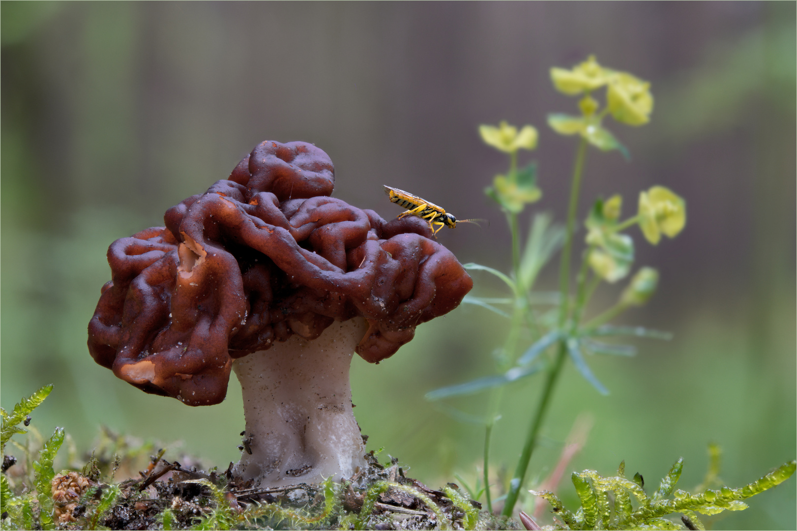 Frühjahrs-Lorchel Foto & Bild | pflanzen, pilze & flechten, pilze ...