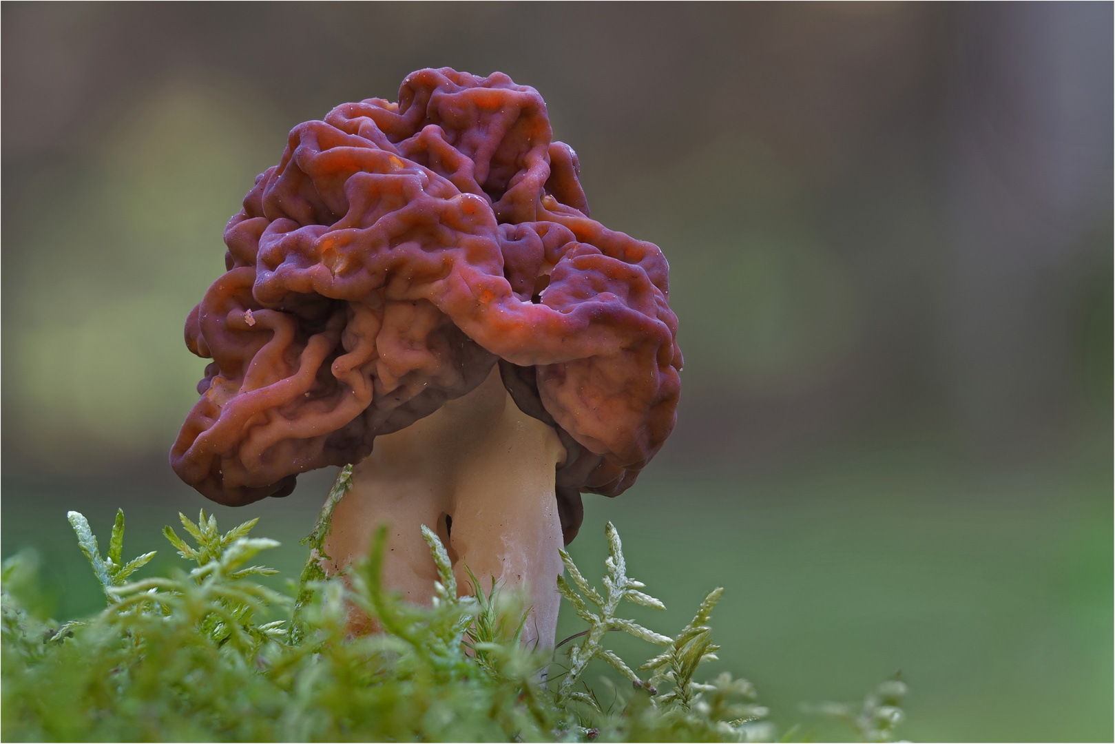 Frühjahrslorchel 2 Foto & Bild | wald, makro, natur Bilder auf ...