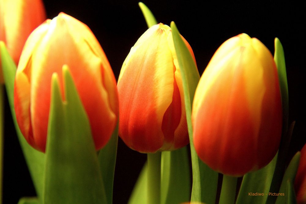 Frühling 10 Foto & Bild | jahreszeiten, frühling, natur Bilder auf fotocommunity