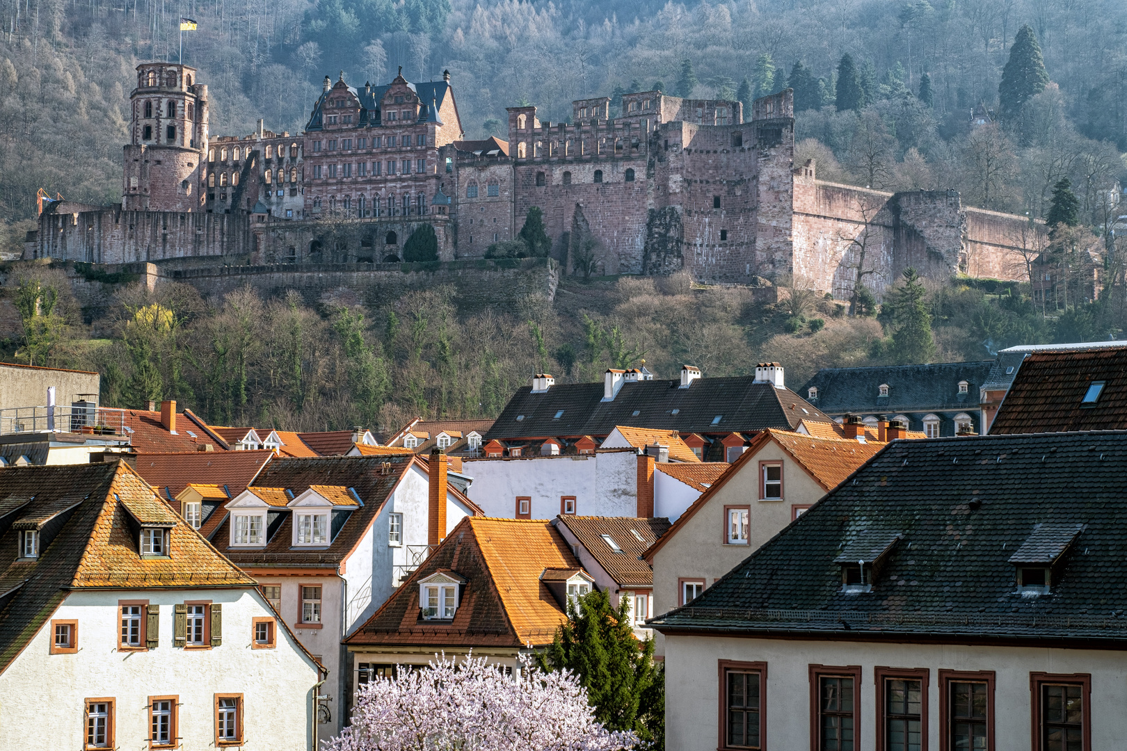 Frühling am Heidelberger Schloss 1 Foto & Bild | architektur, pflanzen, pilze & flechten, bäume ...