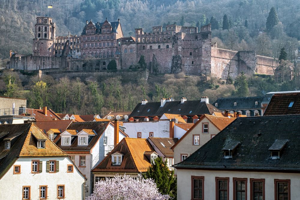 Frühling am Heidelberger Schloss 1 Foto & Bild | architektur, pflanzen, pilze & flechten, bäume ...