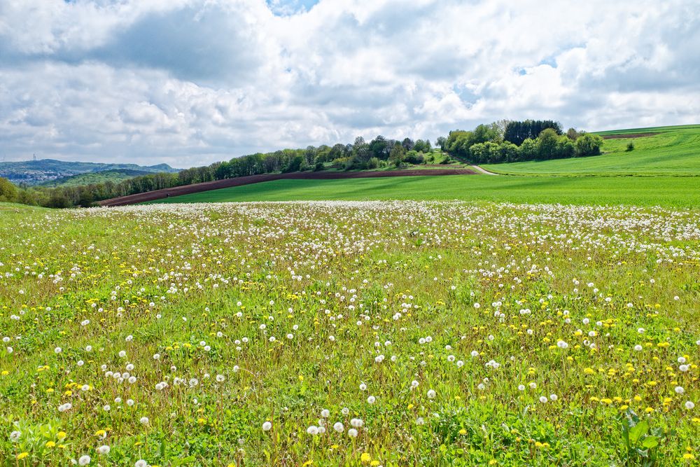 Frühling auf dem Hangarder Flur (4) Foto & Bild | wiese, frühling ...