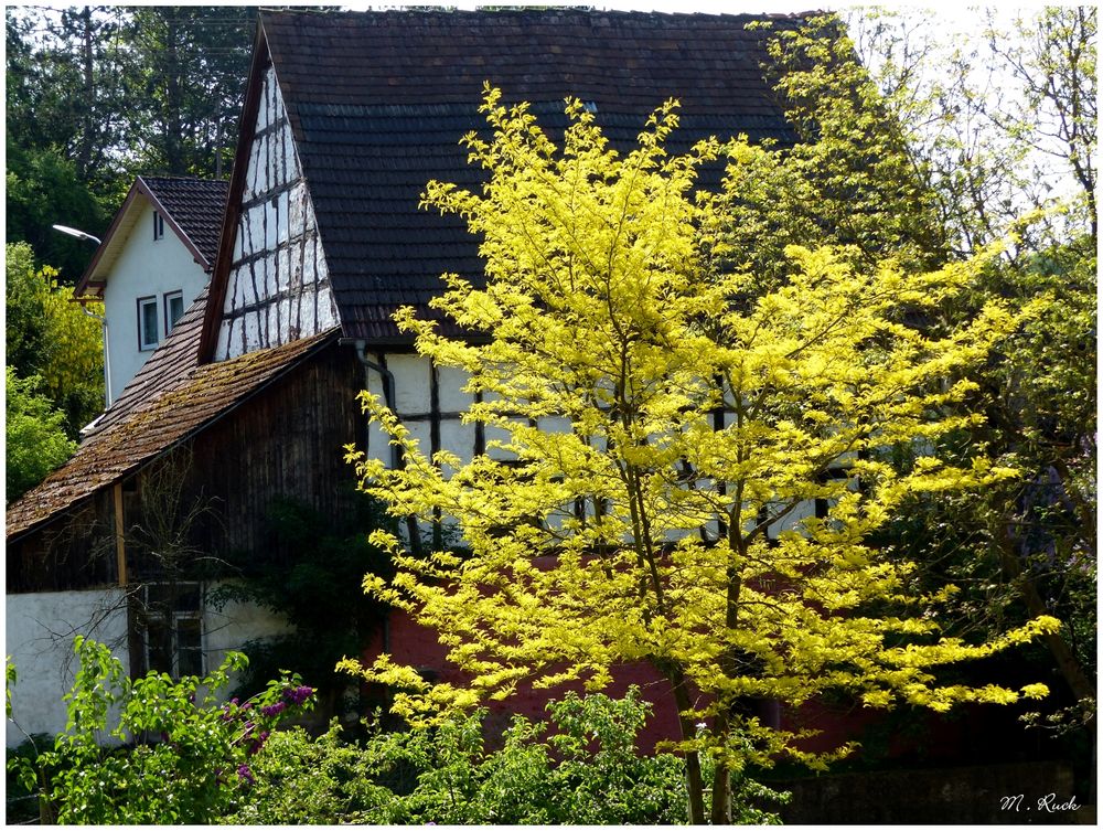 Frühling auf dem Lande Foto & Bild | jahreszeiten, frühling, bäume ...