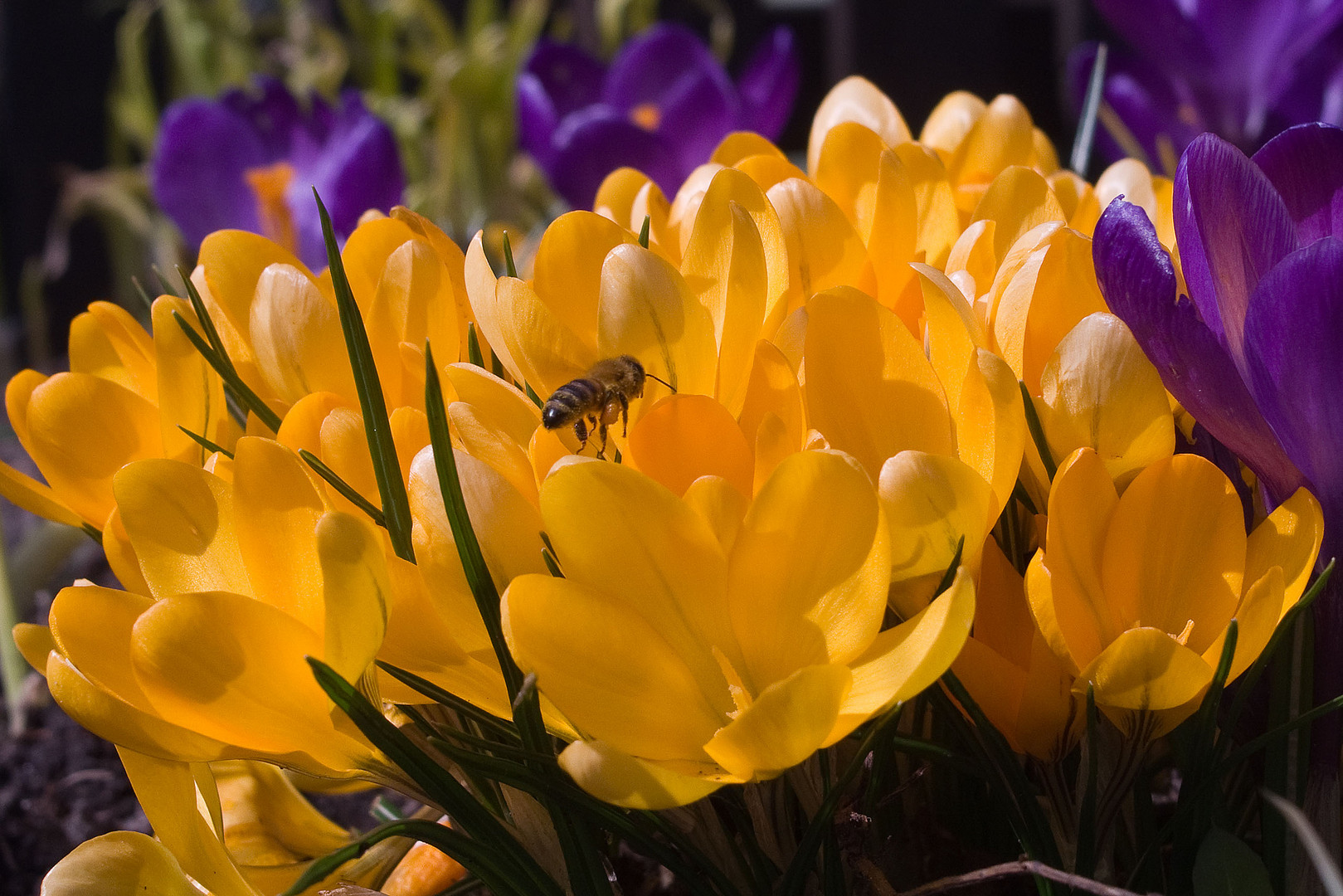 Frühling .... Foto & Bild | jahreszeiten, frühling, natur Bilder auf fotocommunity