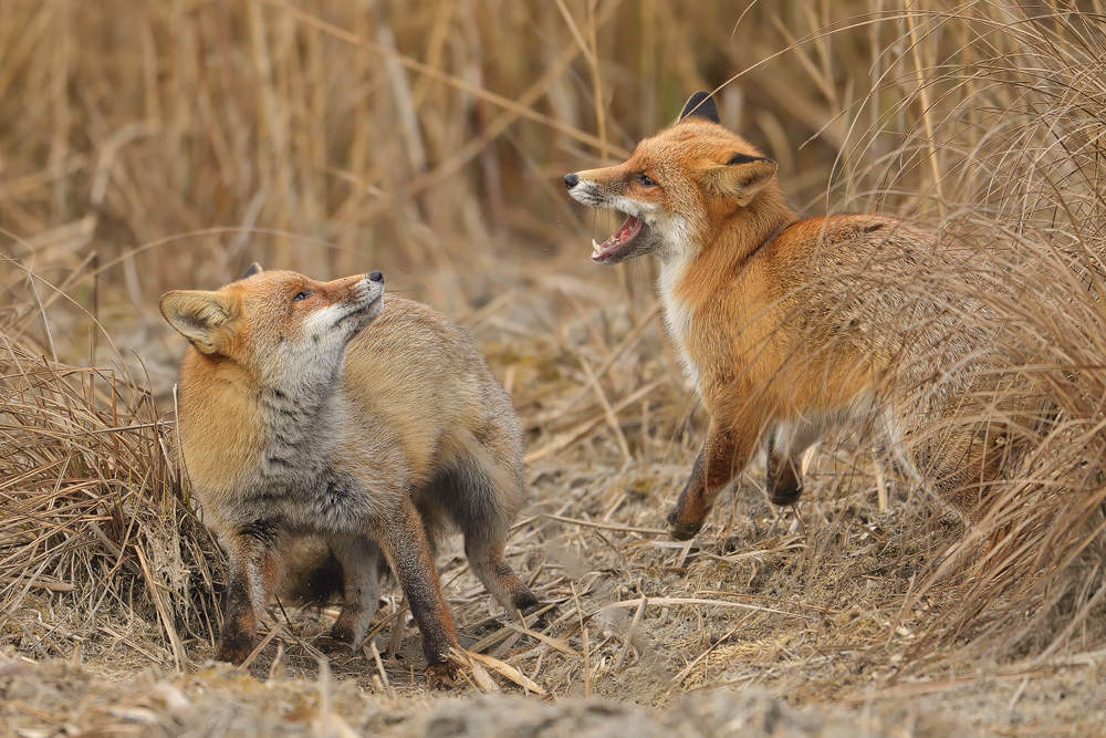 Frühling bei den Füchsen Foto & Bild | nikon, schilf, natur Bilder auf ...