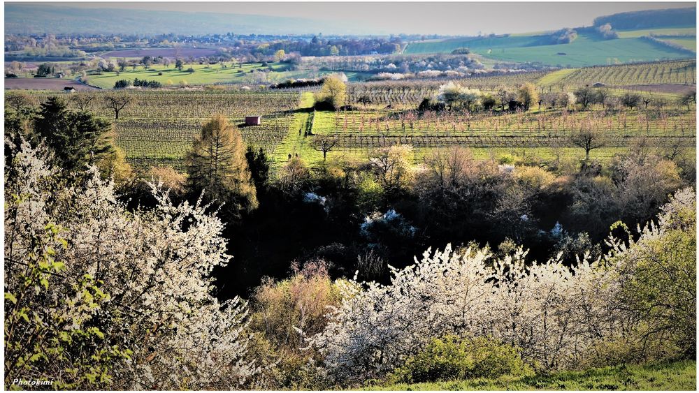Frühling der Obstplantage Foto & Bild | landschaft, jahreszeiten ...