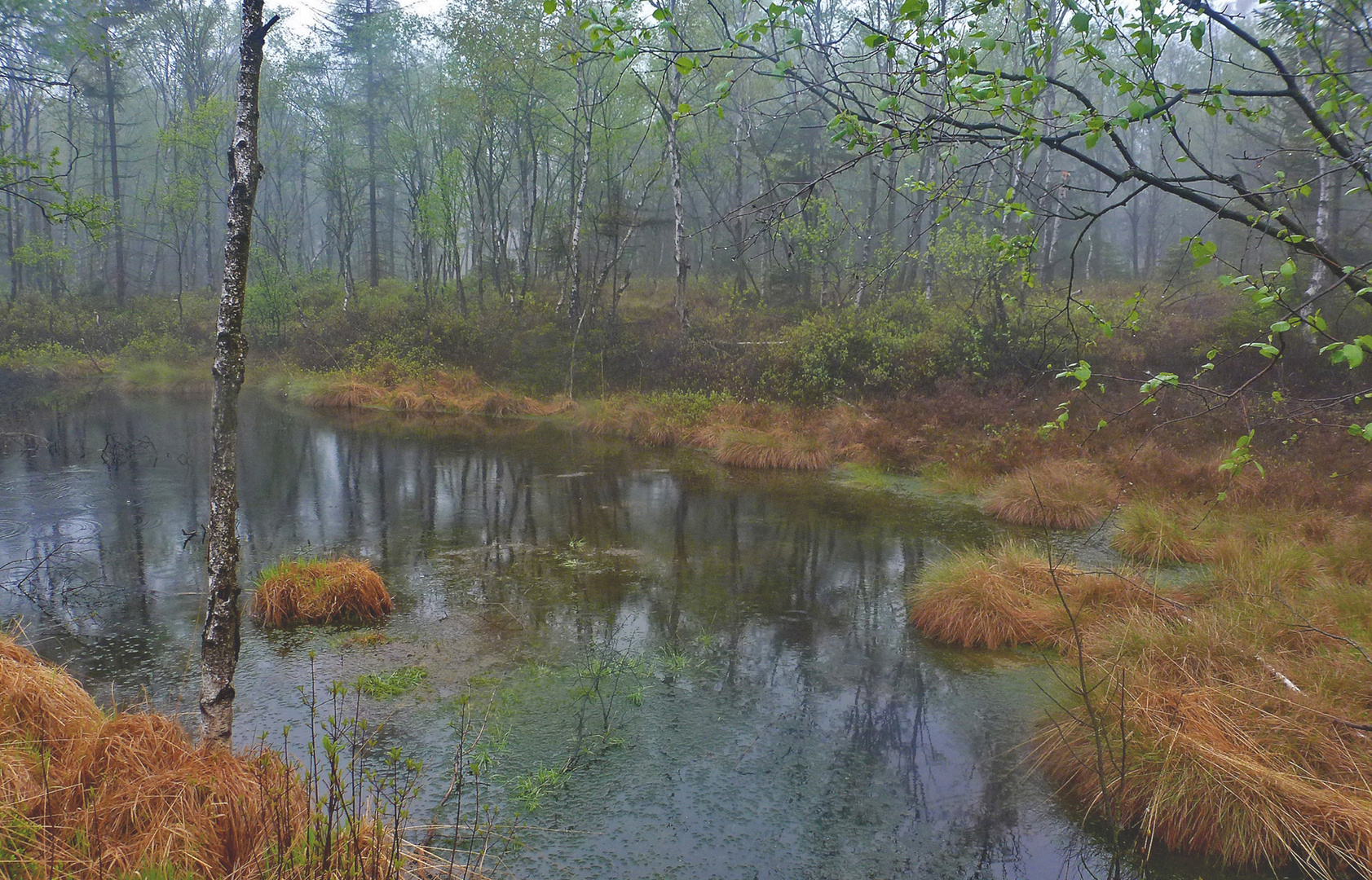 Frühling im Moor (2) Foto & Bild | natur, landschaft, moor solling ...