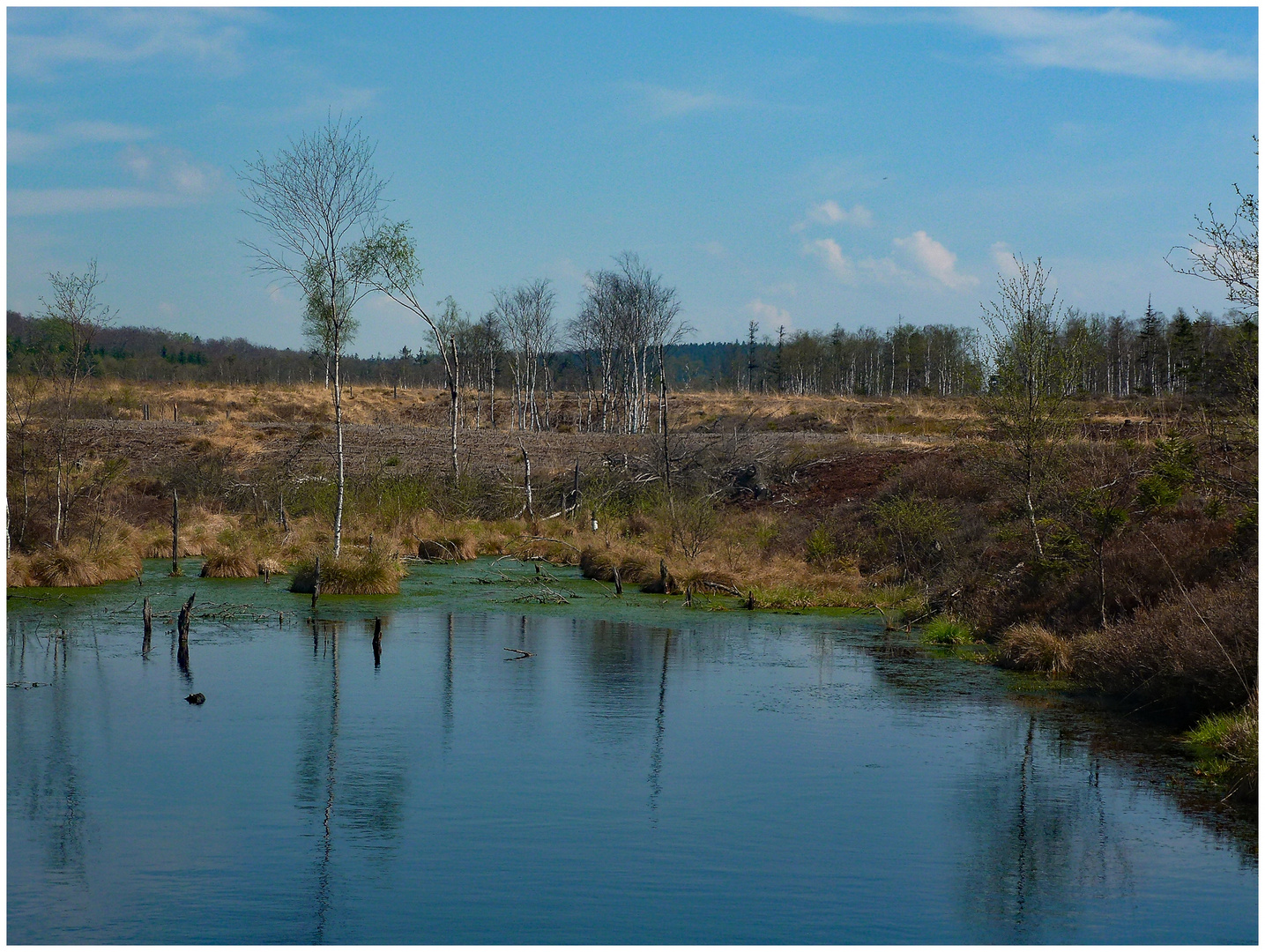 Frühling im Moor Foto & Bild | natur, landschaft, moor solling Bilder ...