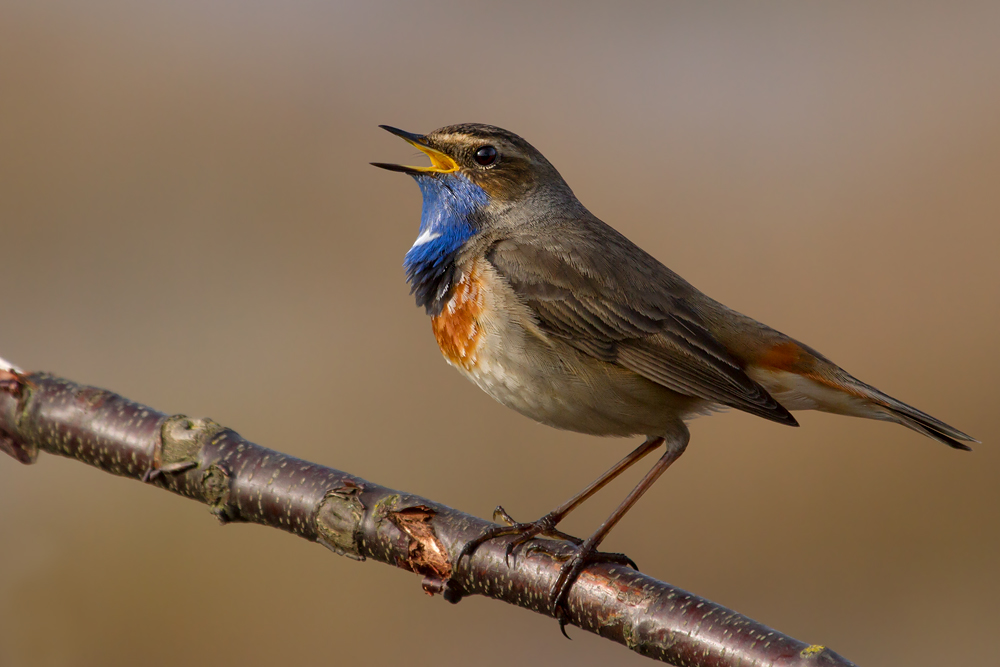 Frühling im Moor Foto & Bild | tiere, wildlife, wild lebende vögel ...