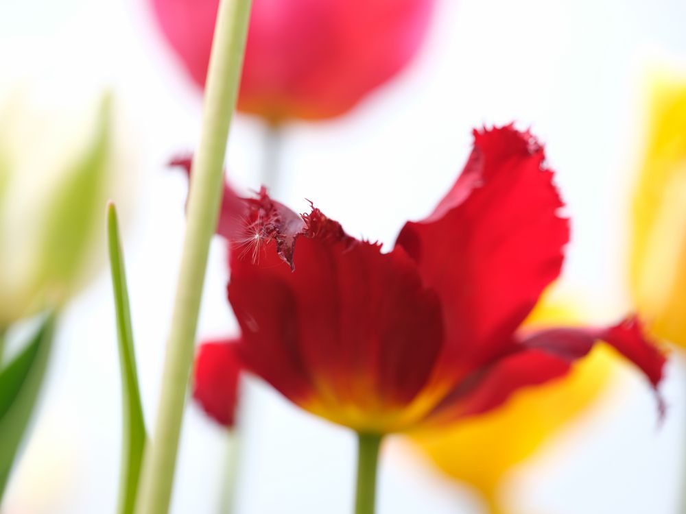 Frühling im Tulpenfeld_2 Foto & Bild | jahreszeiten, frühling, fotos Bilder auf fotocommunity