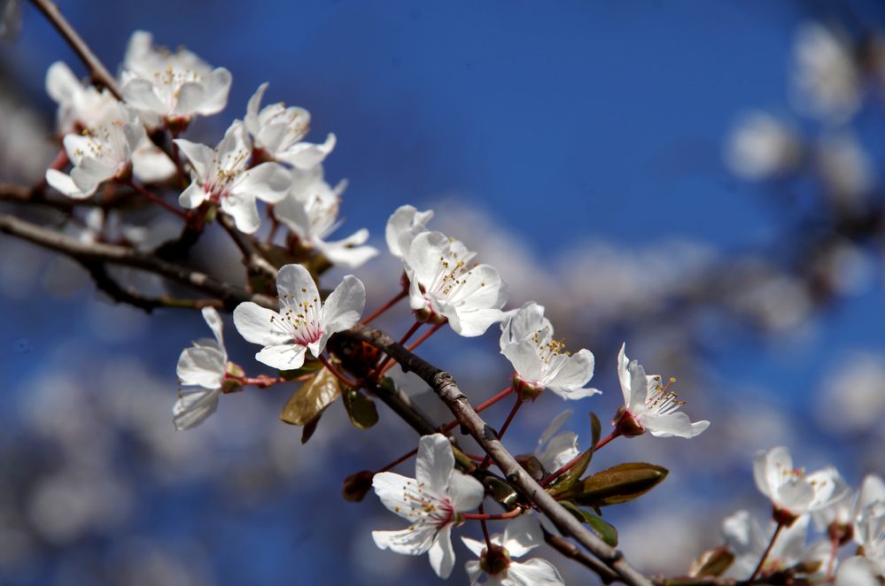 FRÜHLING IN BERLIN Foto & Bild | jahreszeiten, frühling, bäume Bilder auf fotocommunity