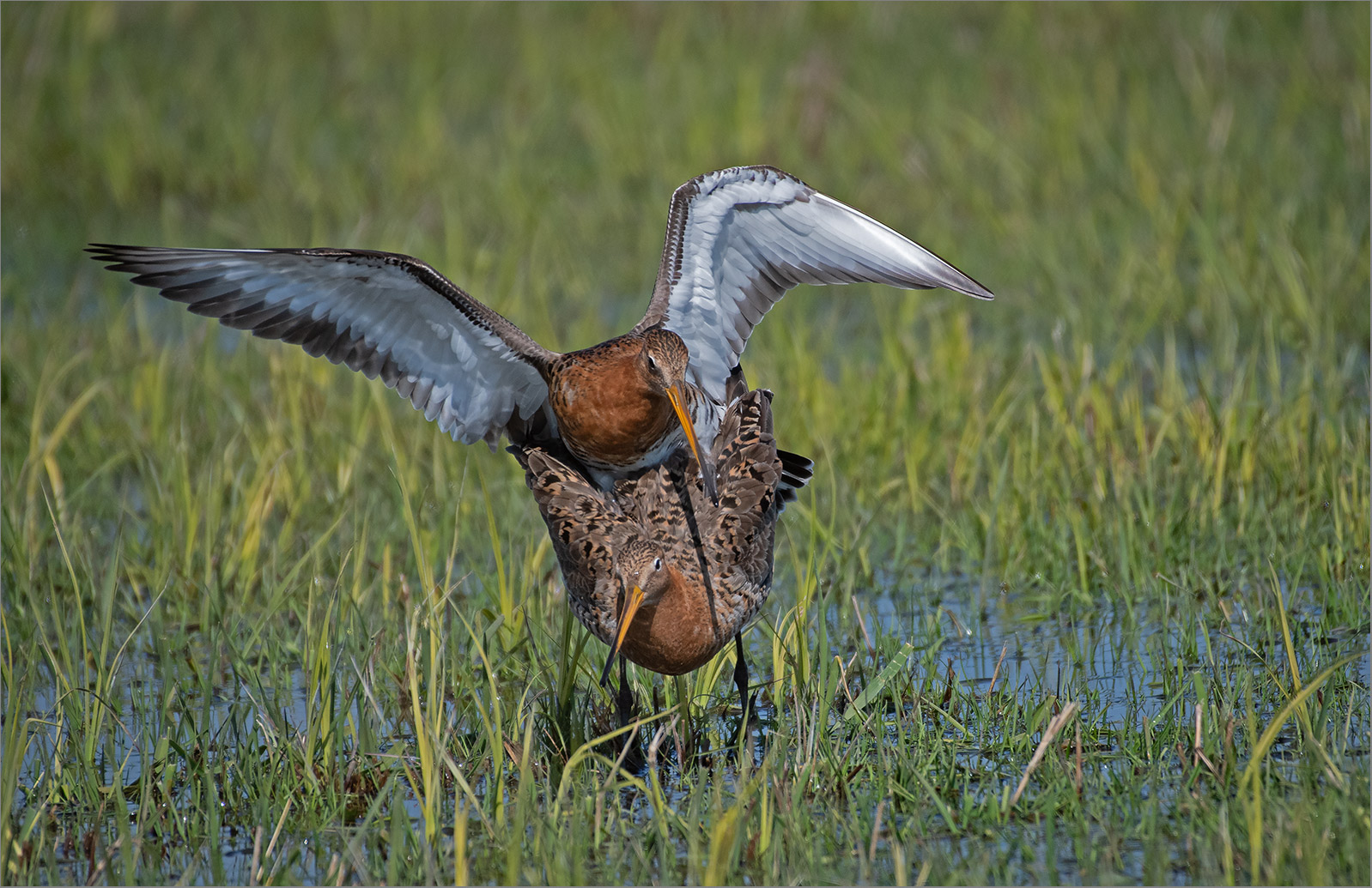 Frühling in den Mooren und Feuchtwiesen . . . Foto & Bild | tiere ...