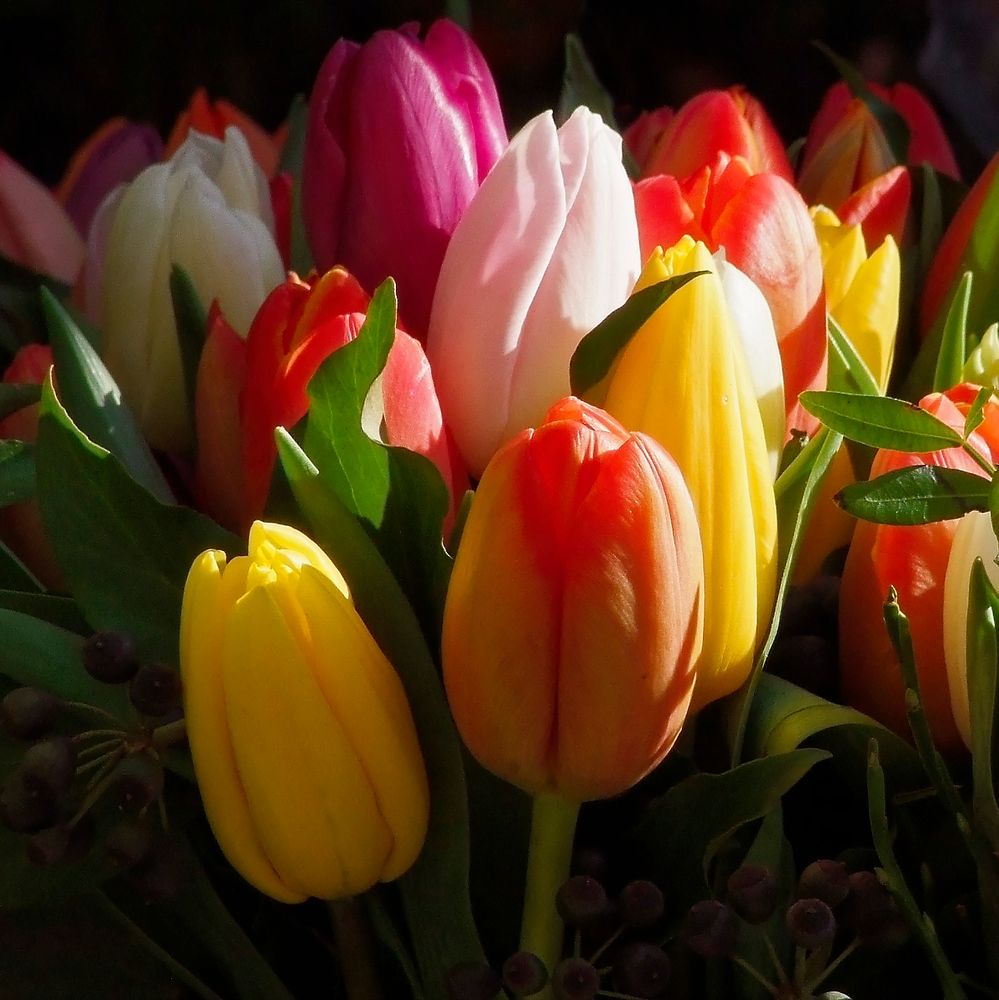 Frühling in der Vase Foto & Bild | tulpen, frühling, nahaufnahme Bilder auf fotocommunity