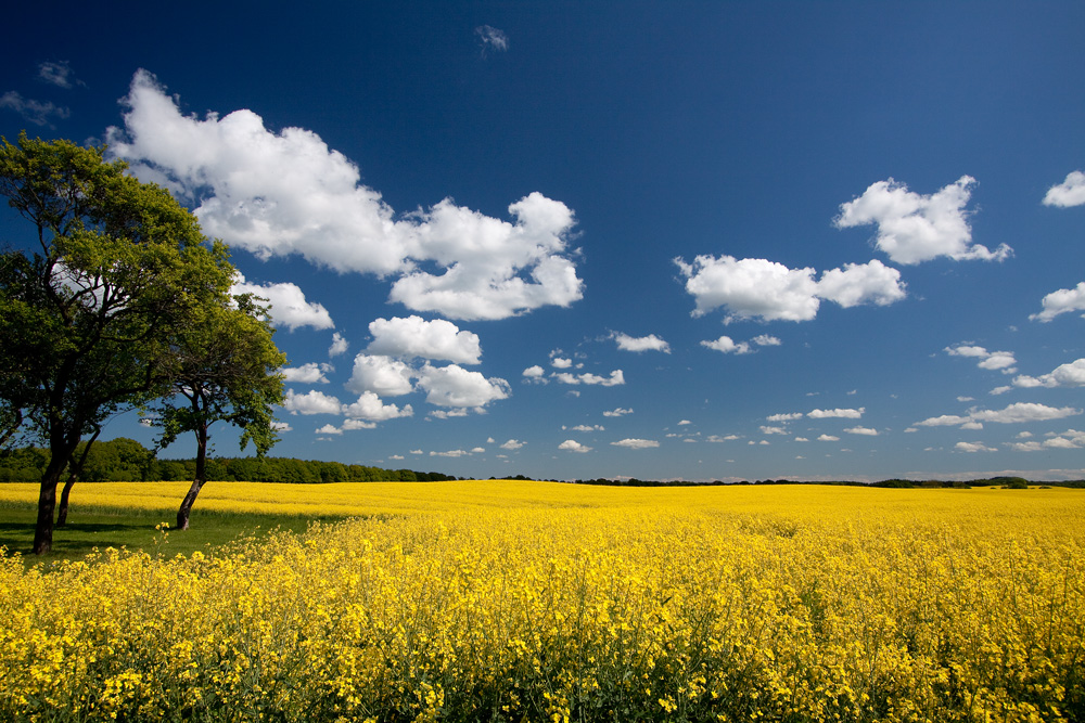 Frühling in Schleswig-Holstein Foto & Bild | jahreszeiten, frühling, natur Bilder auf fotocommunity