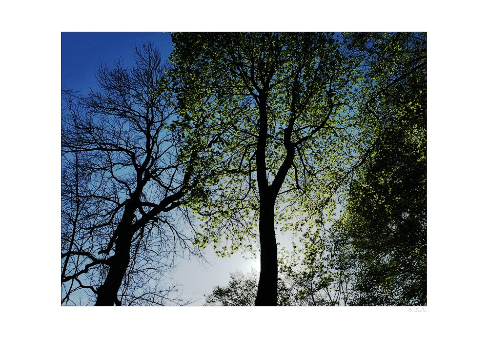 Frühling nach Wunsch Foto & Bild | jahreszeiten, frühling, natur Bilder ...