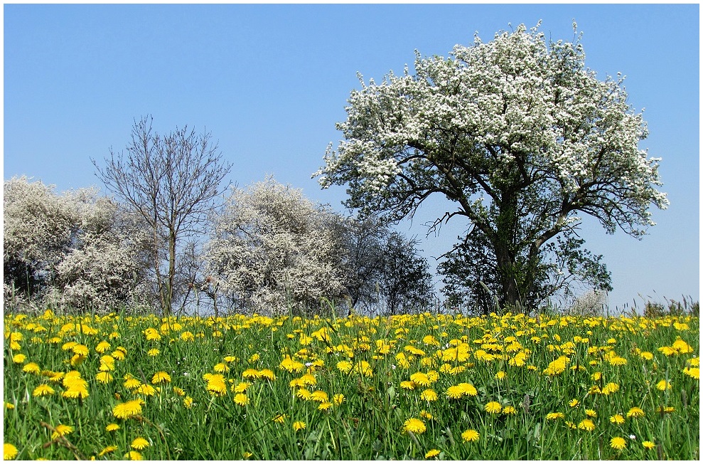 Frühling pur Foto & Bild | jahreszeiten, frühling, landschaft Bilder auf fotocommunity