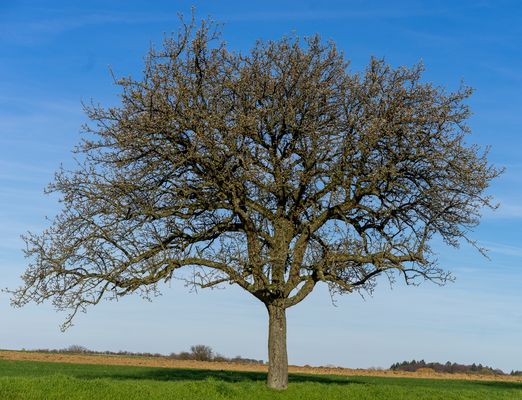 Einzelbäume Bilder & Fotos