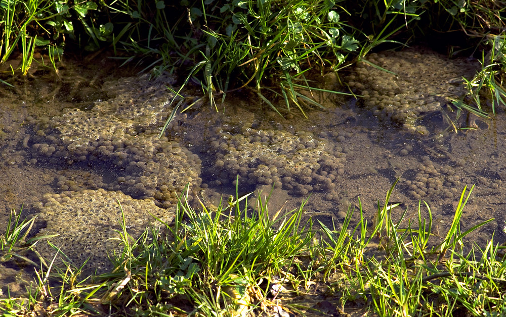 Frühlings Impressionen / Froscheier Foto & Bild | tiere, wildlife ...
