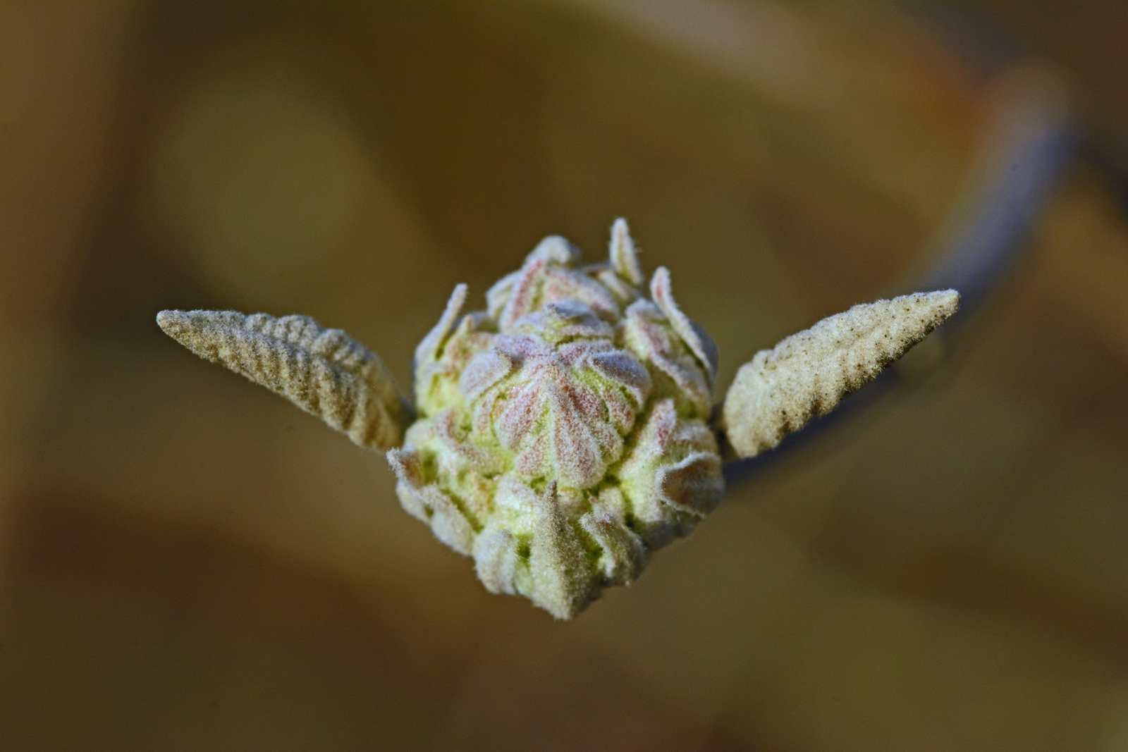 Frühlings Trieb. Foto & Bild | pflanzen, pilze & flechten, bäume ...