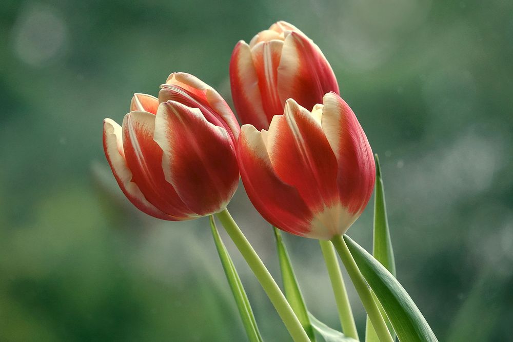 Frühlings-Trio Foto & Bild | spezial, tulpen, frühling Bilder auf fotocommunity