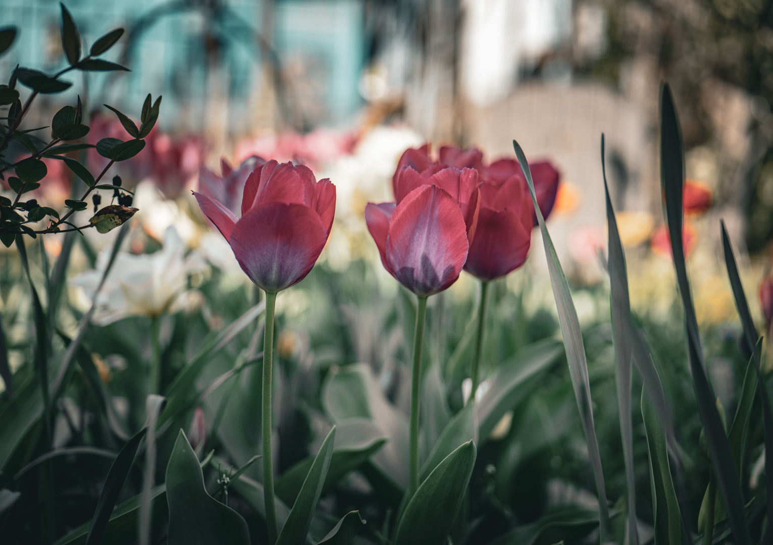Frühlings Tulpen Foto & Bild | pflanzen, pilze & flechten, blüten- & kleinpflanzen, tulpen ...
