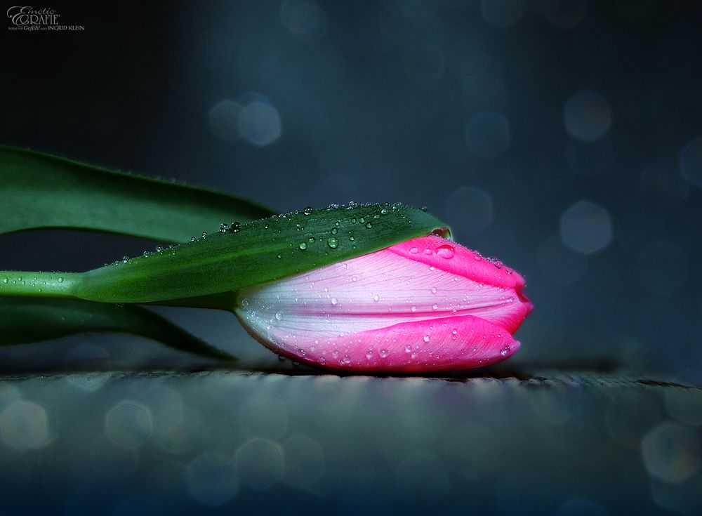 Frühlingsanfang Foto & Bild | tulpen, frühling, frühblüher Bilder auf fotocommunity