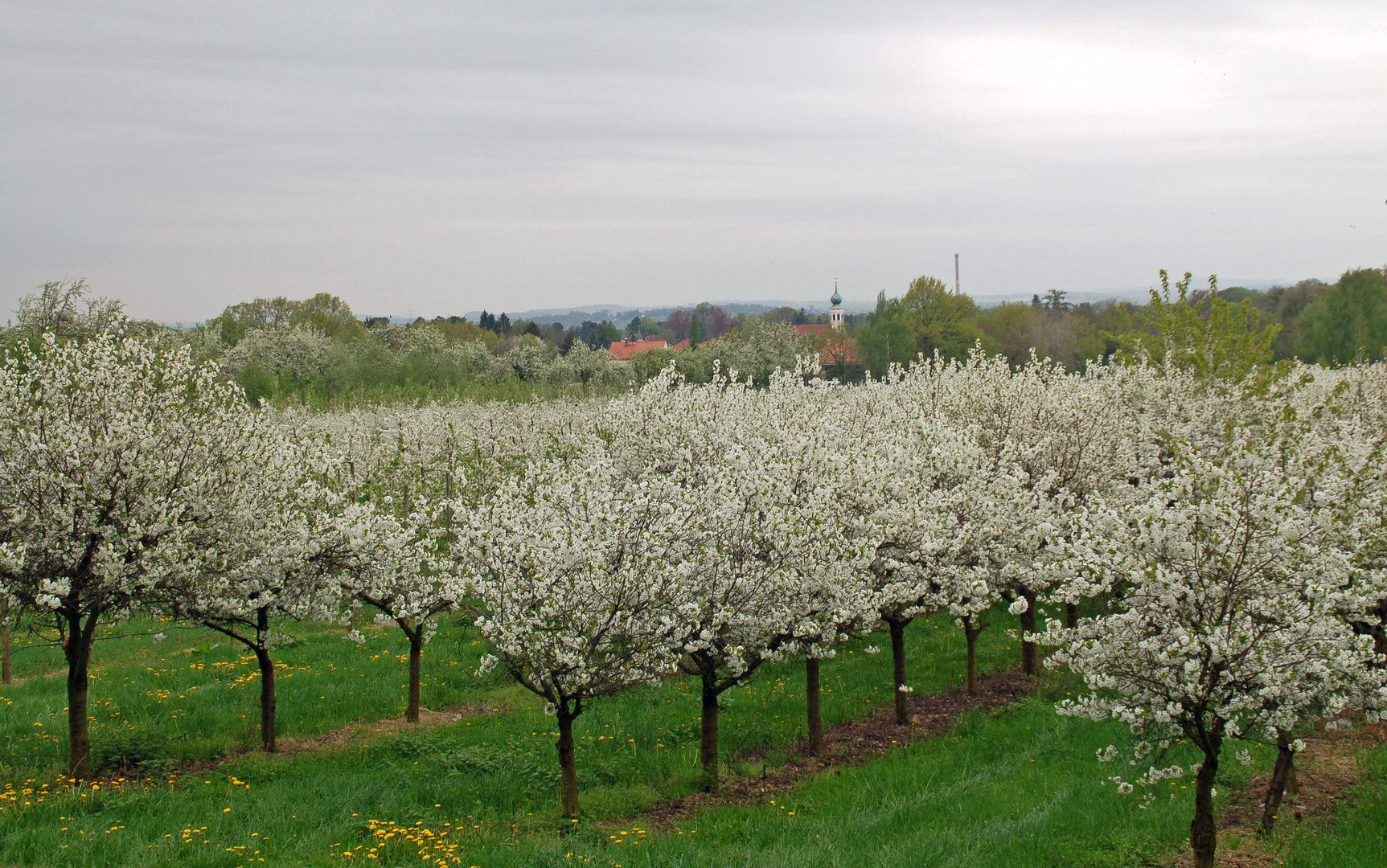 Frühlingsbäume (2) - Kirsche Foto & Bild | pflanzen, pilze & flechten ...