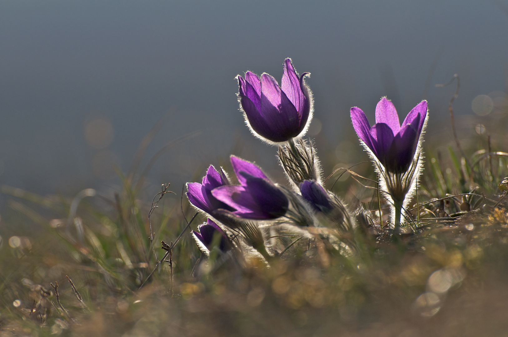 Frühlingsbeginn Foto & Bild | pflanzen, pilze & flechten, blüten ...
