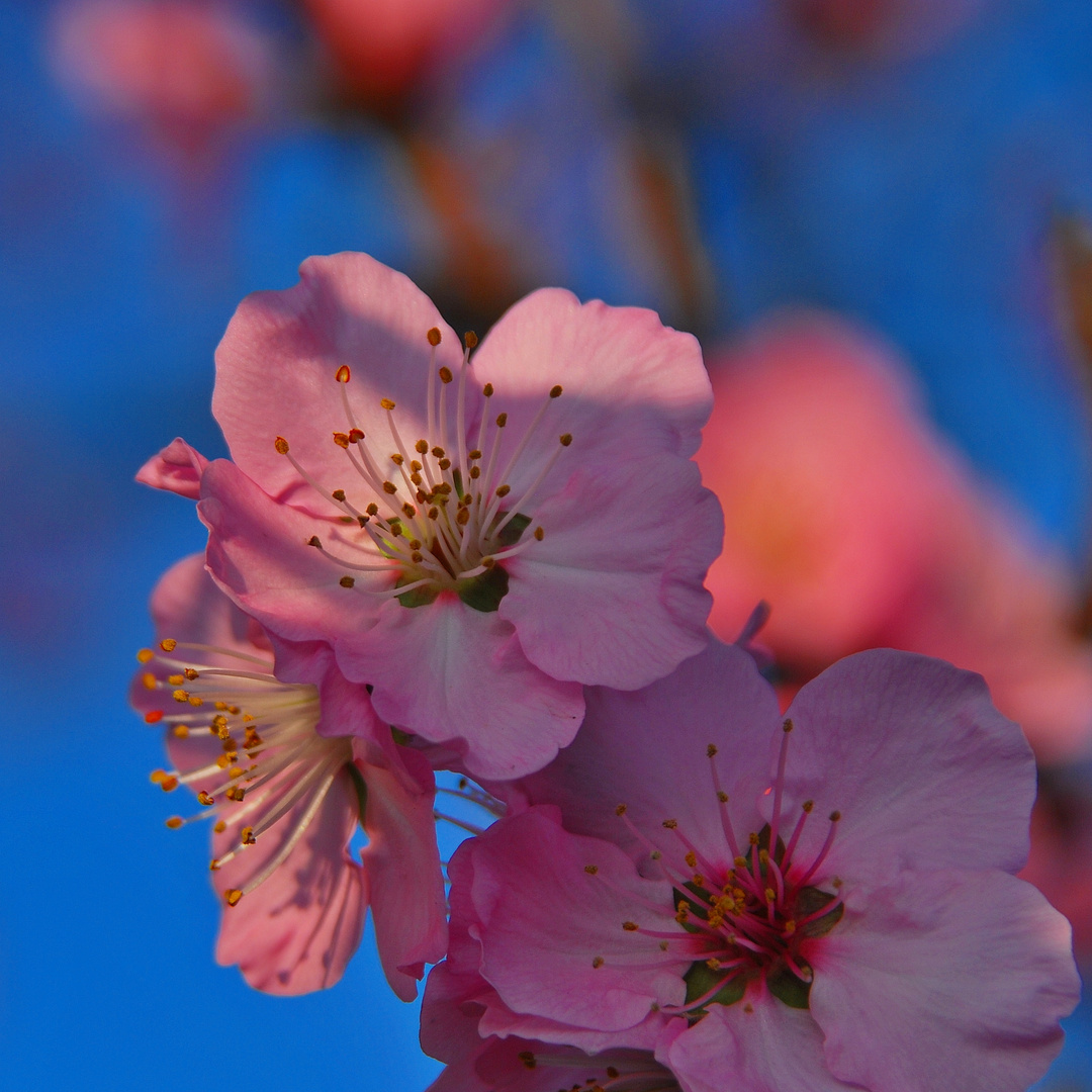 Frühlingsbild Foto & Bild | pflanzen, pilze & flechten, bäume, blatt ...