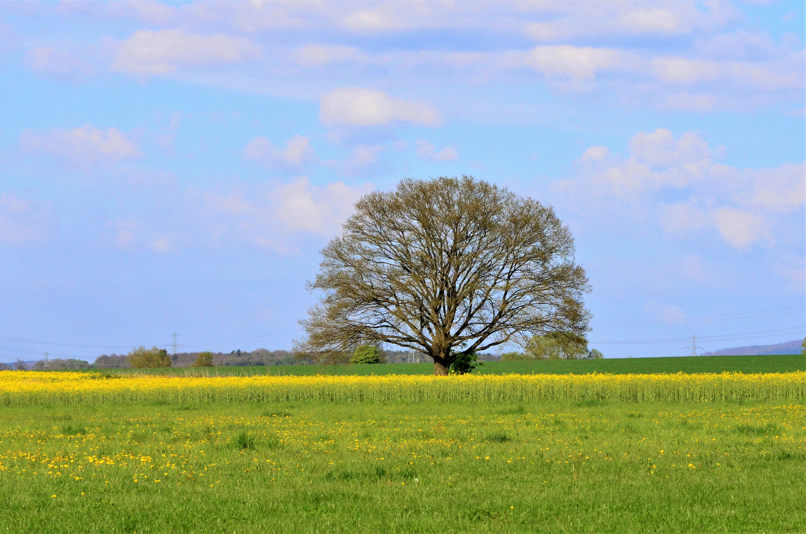 Frühlingsbild II. Foto & Bild | bäume, natur, landschaft Bilder auf ...