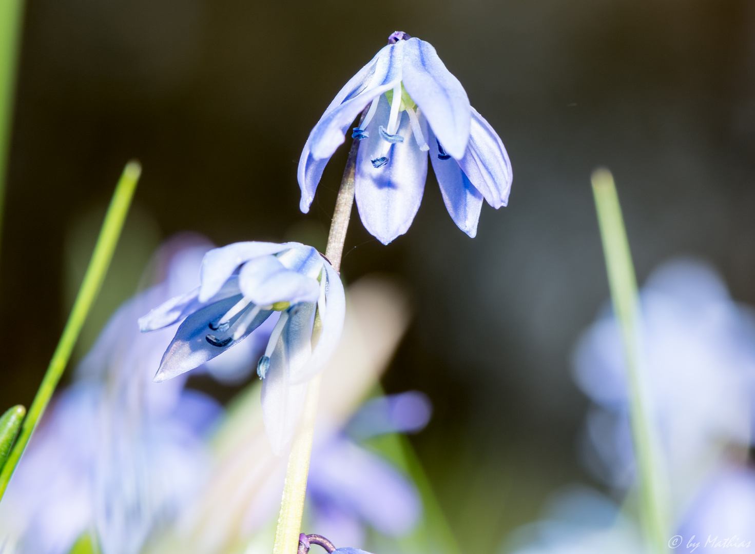 Frühlingsbilder die 2te Foto & Bild | pflanzen, pilze & flechten ...
