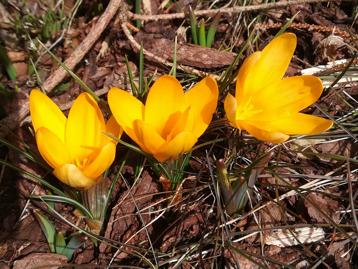 Frühlingsblüher Foto And Bild Pflanzen Pilze And Flechten Blüten