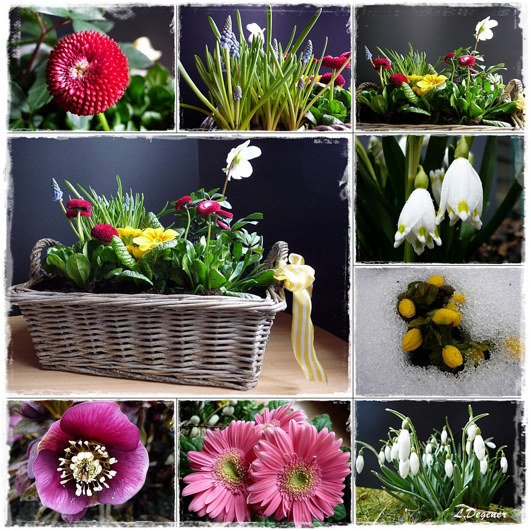 Frühlingsblumen.... Foto & Bild | pflanzen, pilze & flechten, blüten ...