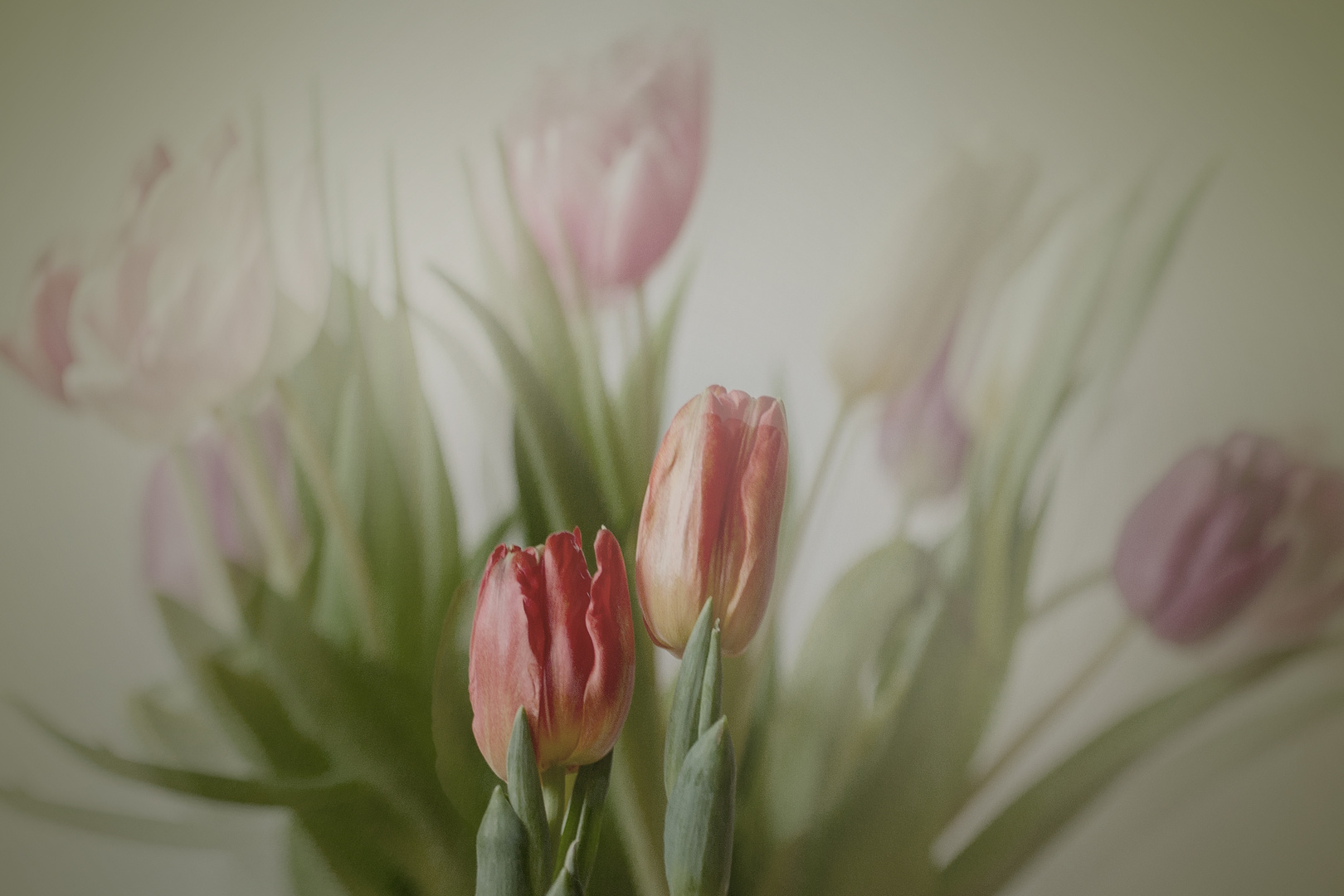 Frühlingsboten Foto & Bild | pflanzen, pilze & flechten, blüten- & kleinpflanzen, tulpen Bilder ...