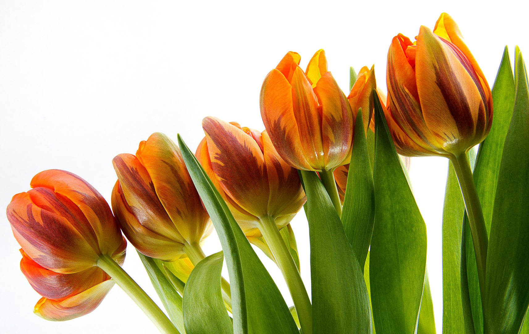 Frühlingsboten Foto & Bild | tulpen, natur, blumen Bilder auf fotocommunity