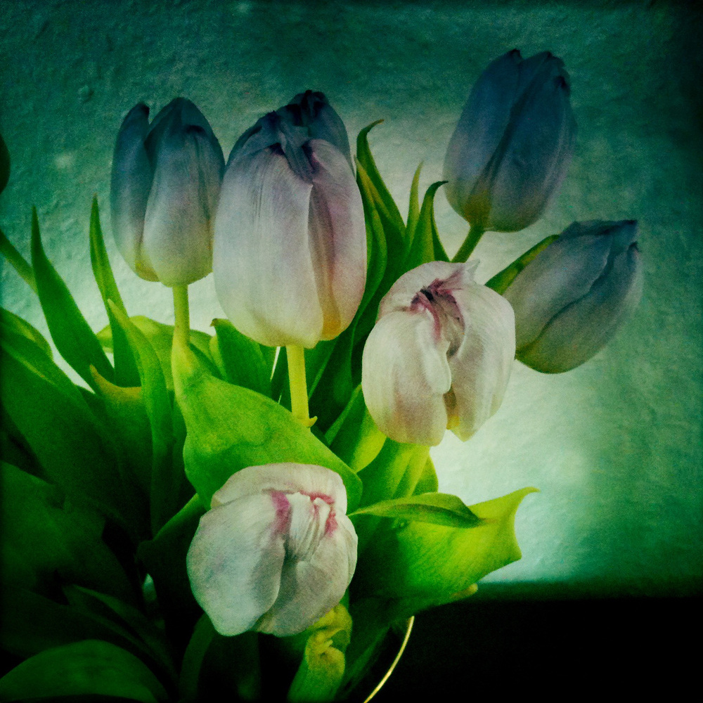 Frühlingsboten Foto & Bild | pflanzen, pilze & flechten, blüten- & kleinpflanzen, tulpen Bilder ...