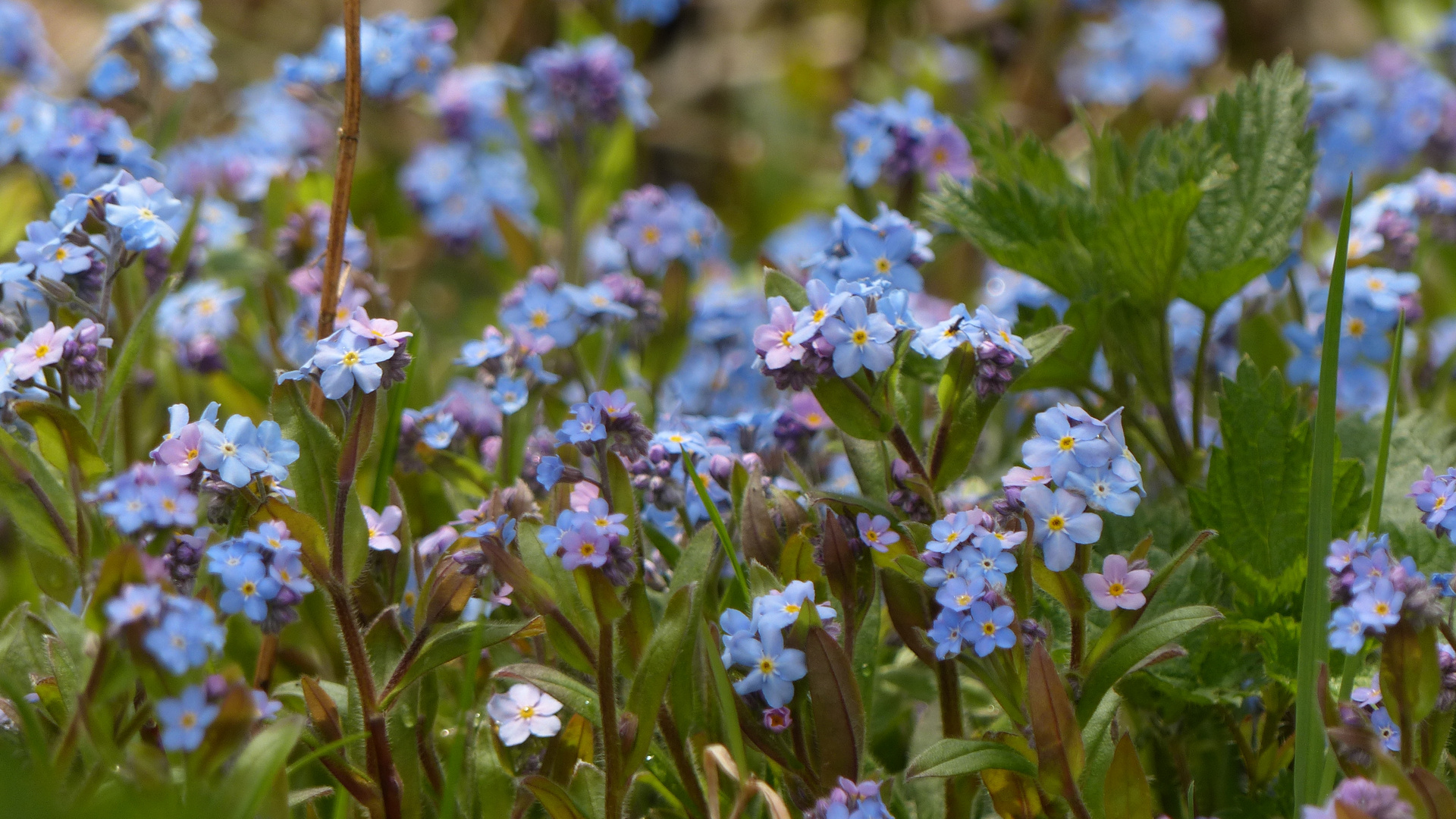 Frühlingsboten Vergissmeinnicht °°°° Foto & Bild | pflanzen, pilze & flechten, blüten ...