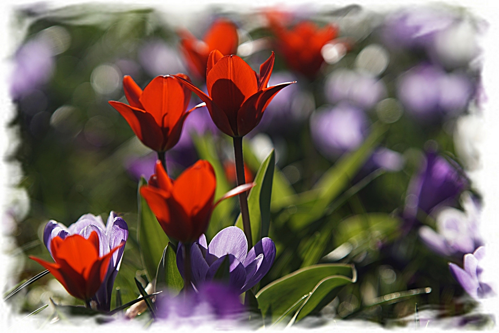 Frühlingserwachen Foto & Bild | jahreszeiten, frühling, natur Bilder auf fotocommunity