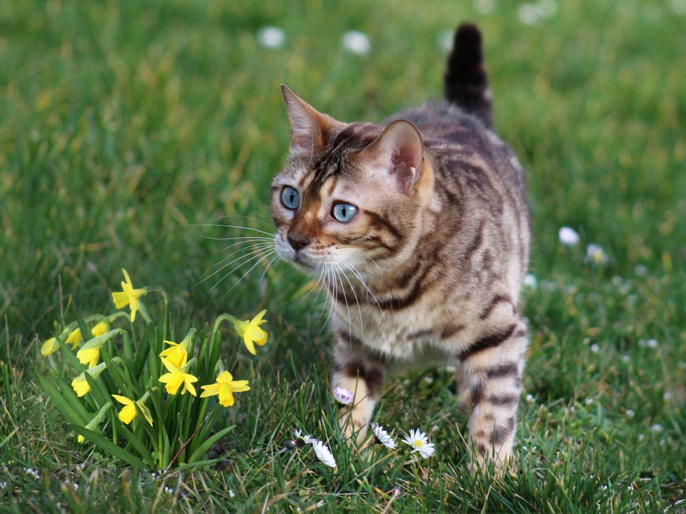 Frühlingserwachen Foto & Bild | frühling, natur, katze Bilder auf fotocommunity