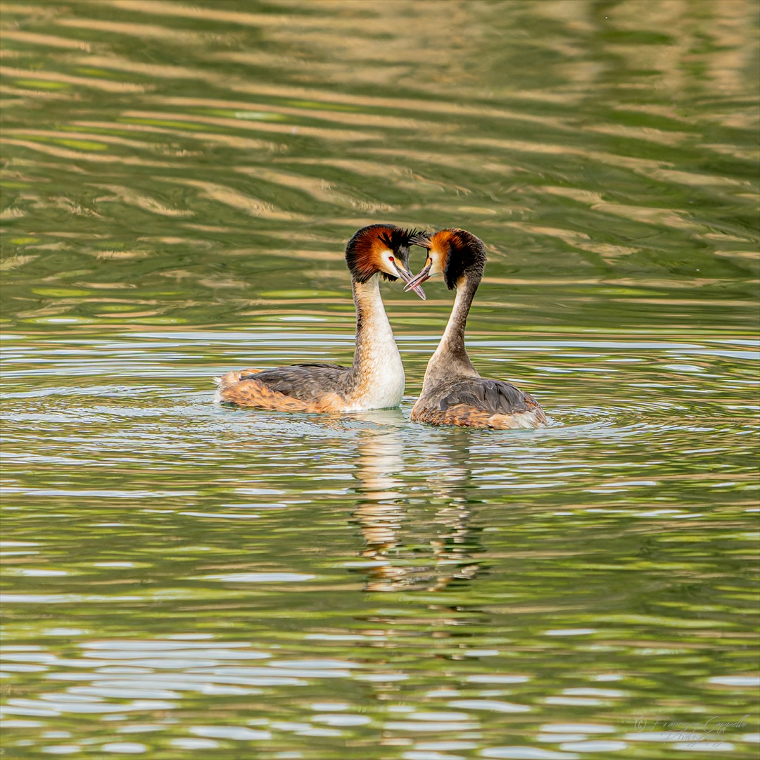 Frühlingsgefühle Foto & Bild | natur, landschaft, fluss Bilder auf ...