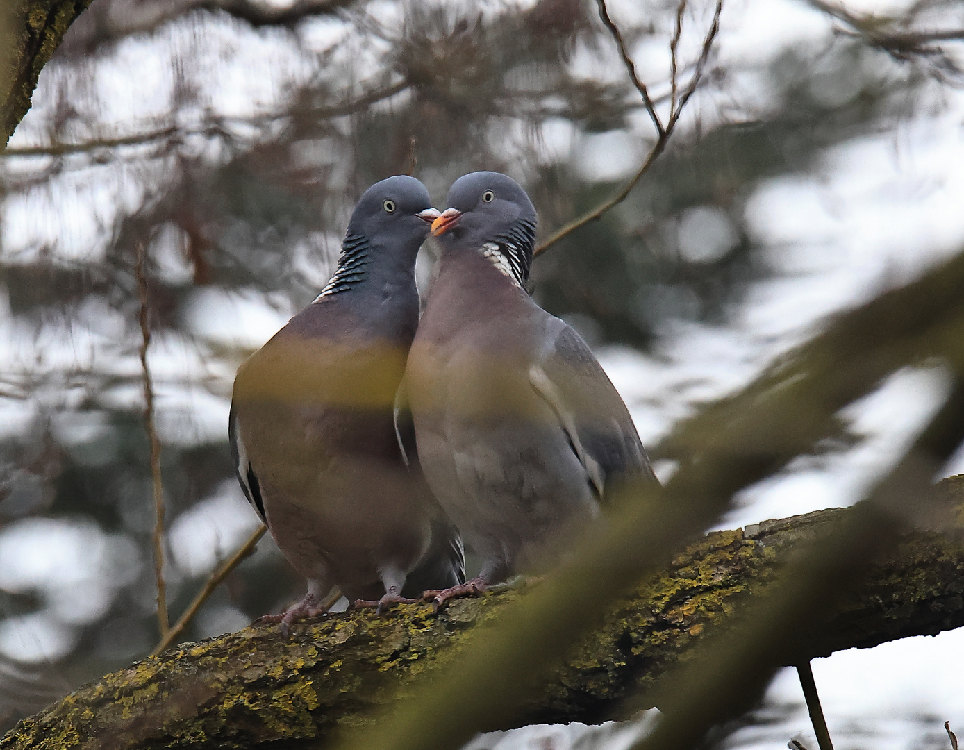 Frühlingsgefühle Ringeltauben Columba palumbus Foto & Bild | tiere ...