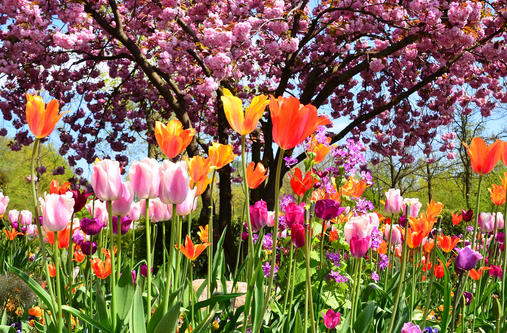 "Frühlingsgrüße" Foto & Bild | jahreszeiten, frühling, mix Bilder auf ...