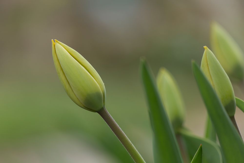 Frühlingsgruß Foto & Bild | jahreszeiten, frühling, tulpen Bilder auf fotocommunity