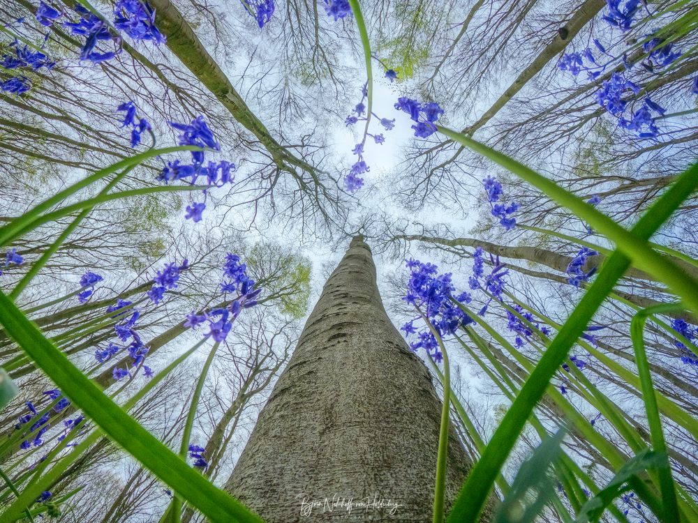 Frühlingshimmel Foto & Bild | wald, outdoor, blau Bilder auf fotocommunity
