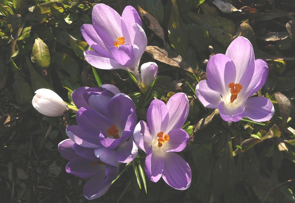 Frühlingskrokus Foto & Bild | archiv projekte naturchannel, blumen für ...