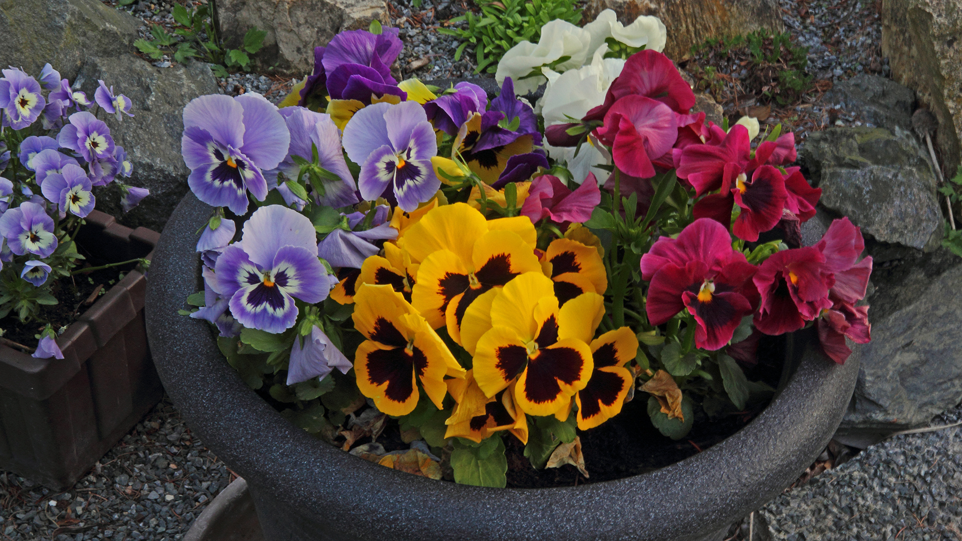 Frühlingspracht farbig und in einem neuen Topf, den es .... Foto & Bild ...