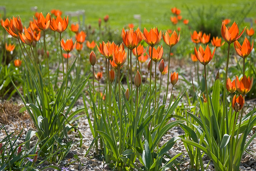 Frühlingszeit = Tulpenzeit Foto & Bild | tulpen, frühling, natur Bilder auf fotocommunity
